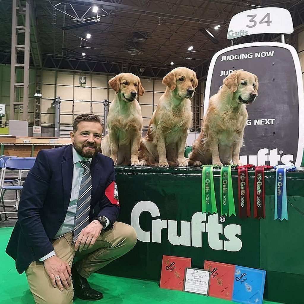 Galería - Grey goose golden retrievers