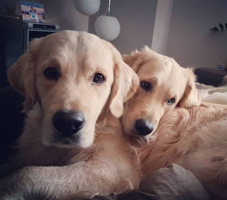 Galería - Grey goose golden retrievers