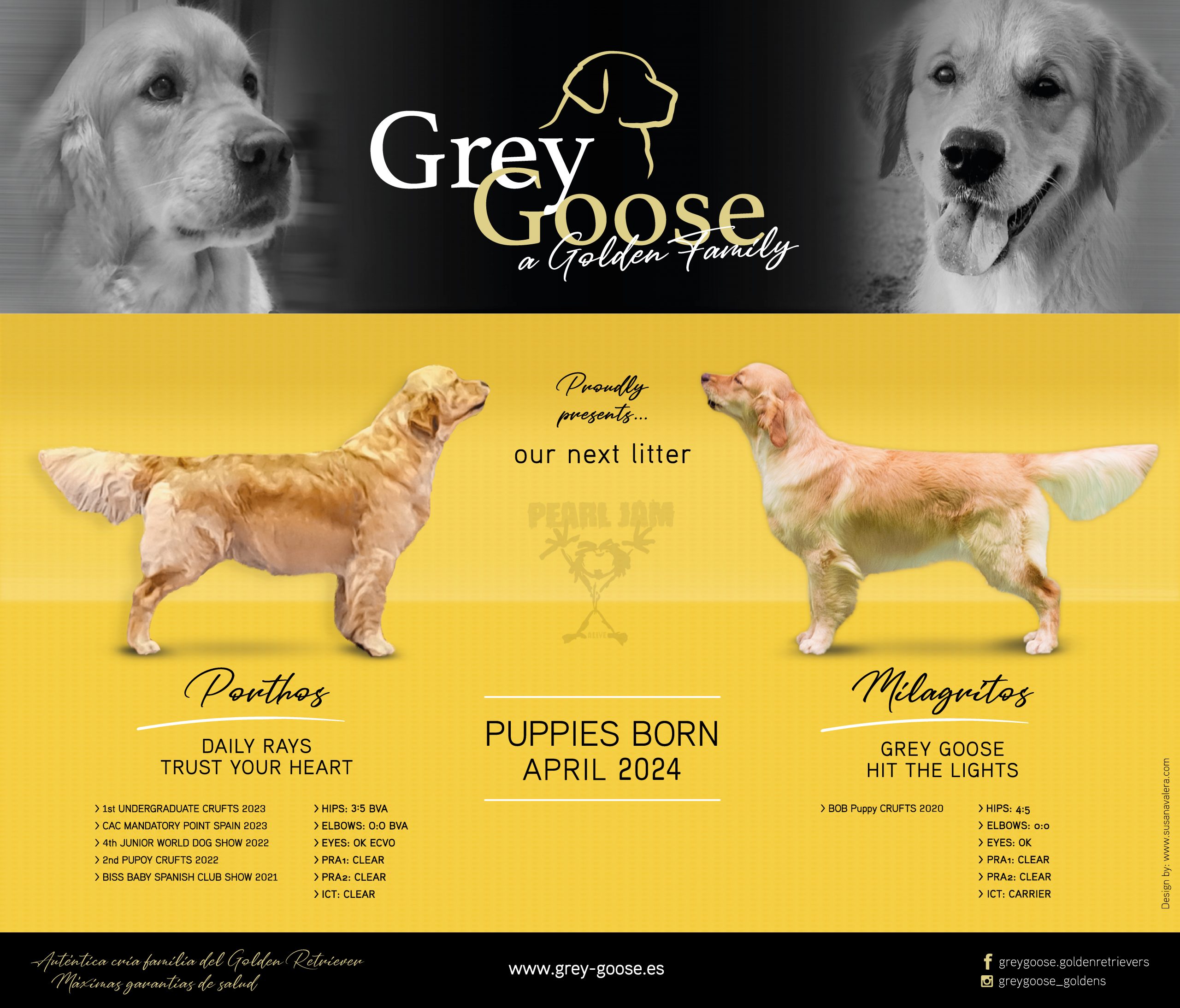 Cachorros - Grey goose golden retrievers